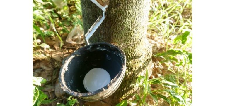 Do Soccer Balls Have a Bladder? (Quick Read)